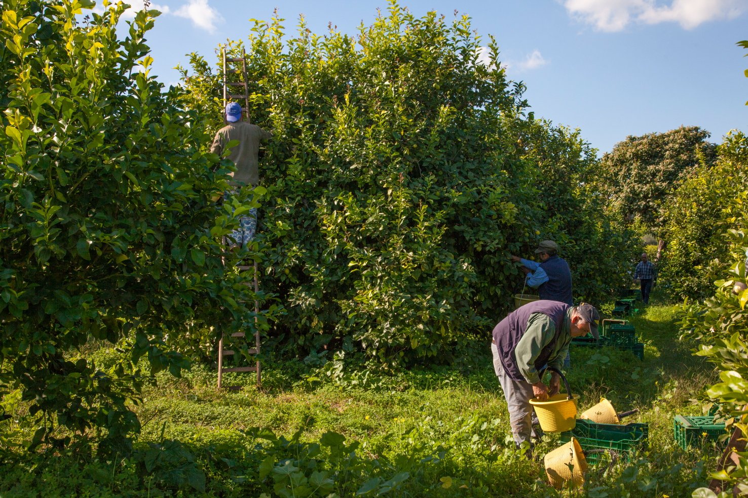 Opac Campisi, The History Of Our Family - Allfoodonline