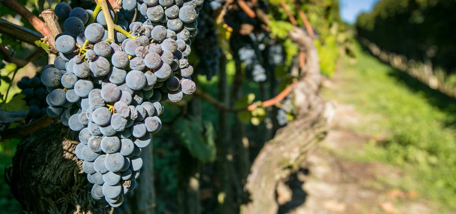 Sustainability and tradition: The future of viticulture according to ...